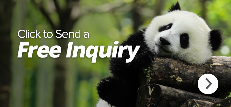 Life Cycle of a Giant Panda from Birth to Death