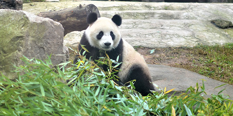 Half-Day Chengdu Pandas Tour
