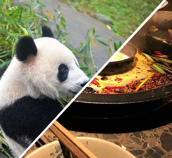 Half-Day Chengdu Pandas and Hot Pot Tour