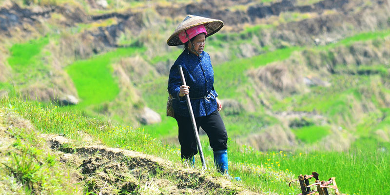 One-Day Longji Rice Terraced Fields and Minority Villages Tour