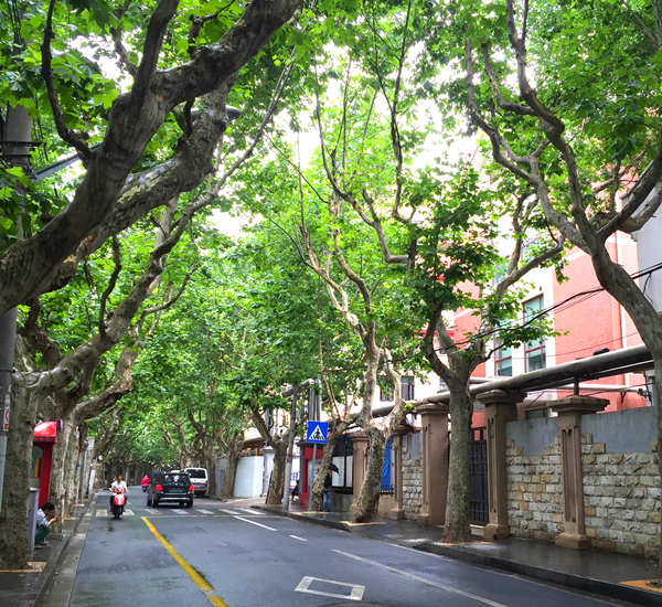 3-Hour Former French Concession Walking Discovery Tour