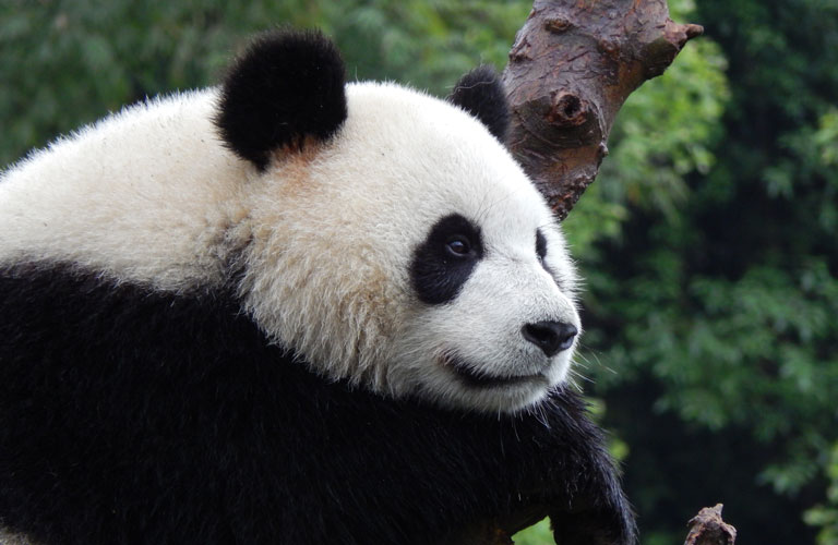 China Panda Tours, Panda Volunteer Program in China