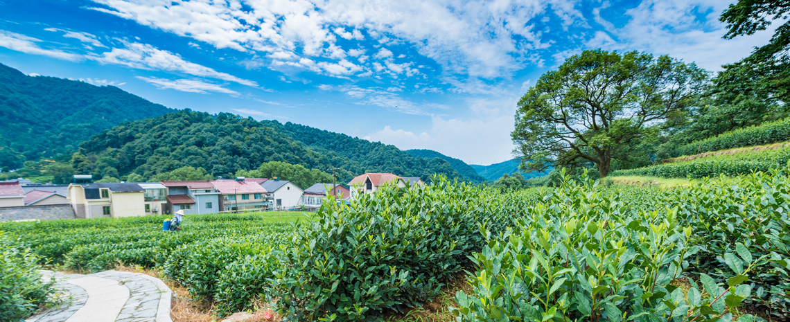 1-Day Hangzhou Tea Culture & West Lake Tour