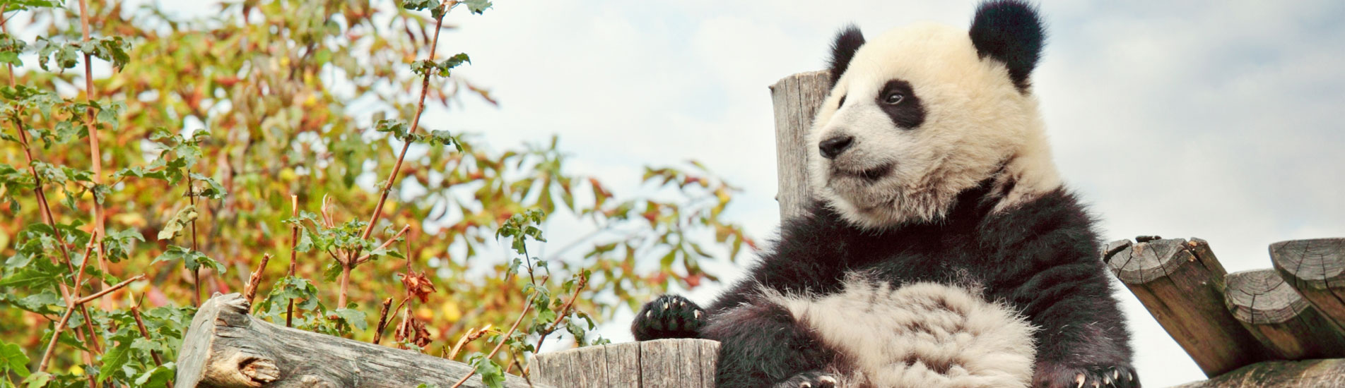 13-Day China Essence and Panda Tour - Be a Panda Keeper