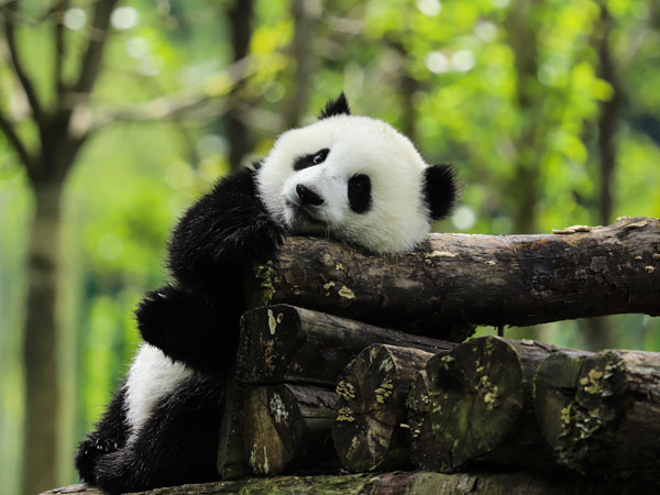 Chinese Culture, Customs and Traditions (A Complete Guide)