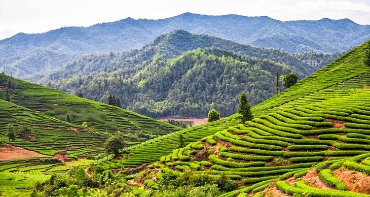 3-Day Wuyishan Refreshing Tour with Tea Experience